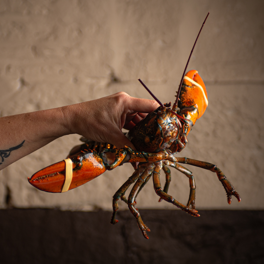 Homard rouge | Galerij